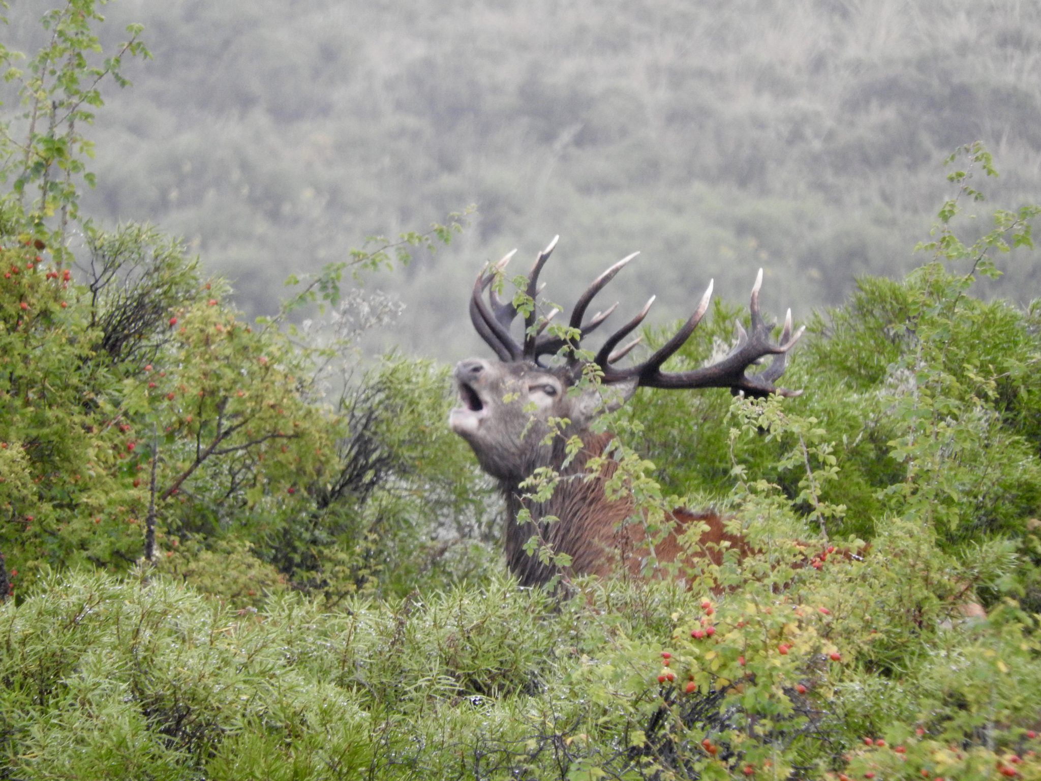 Our other sporting destinations | Bird Hunting & Big Game | Abaco Lodge